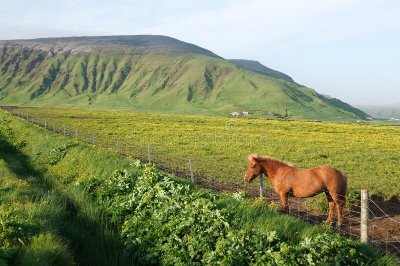 Icelandic Farm stock image. Image of rural, scene, beauty - 16507225