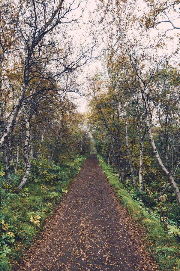 Icelandic Forest stock photo. Image of idyllic, park - 111575526
