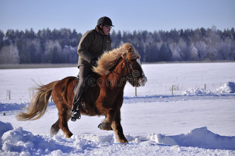 Icelandic Horse Competition Editorial Image - Image of ride ...
