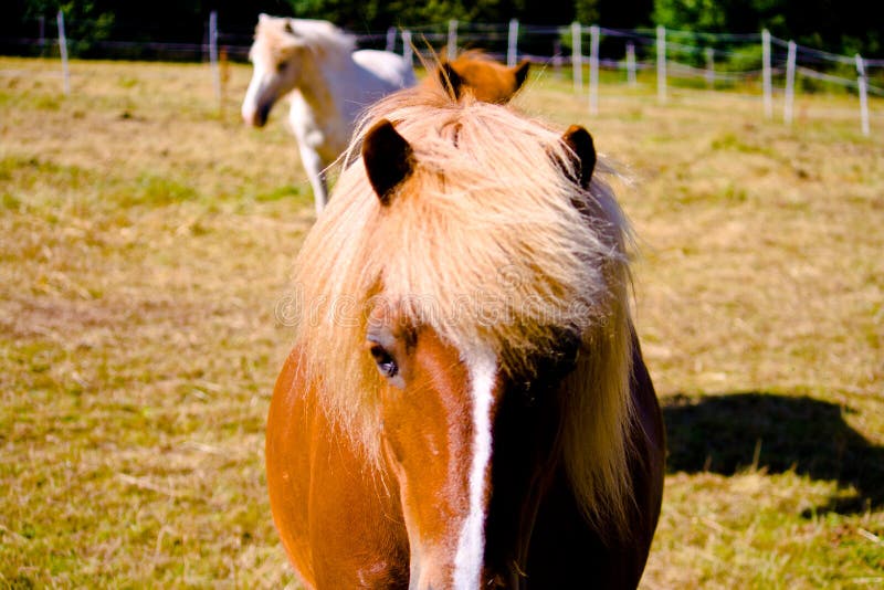 Icelandic Horse Facing Camera, with Full Mane Stock Photo - Image of ...