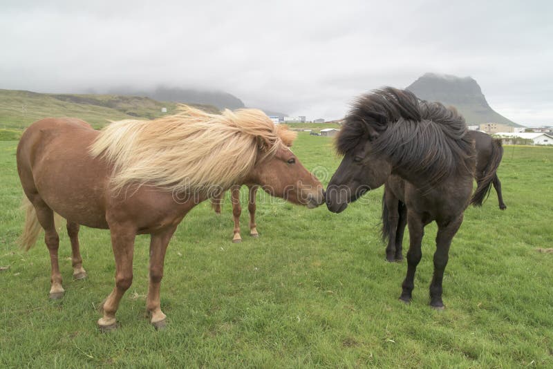 Snuggling Horses stock image. Image of horse, snuggle - 2759567