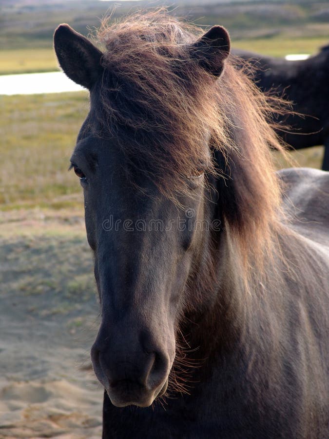 The Icelandic horsy 07 stock image. Image of industries - 6221067