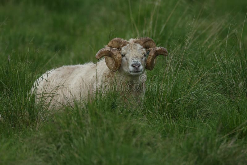Icelandic male sheep stock image. Image of travel, green - 74603841