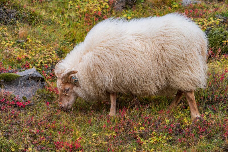 Icelandic Ram Profile Feeding on the Hillside Stock Image - Image of ...
