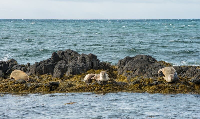 Icelandic Seals Resting on Rocks Stock Image - Image of commonseal ...
