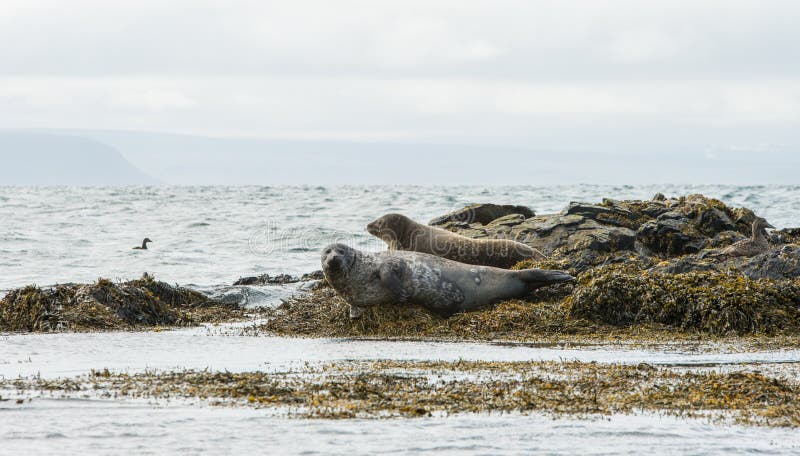 Icelandic Seals Resting on Rocks Stock Photo - Image of lion, nature ...