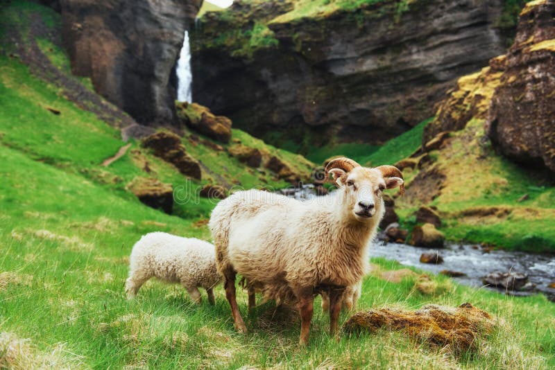 252 Iceland Sheep Waterfall Photos - Free & Royalty-Free Stock Photos ...