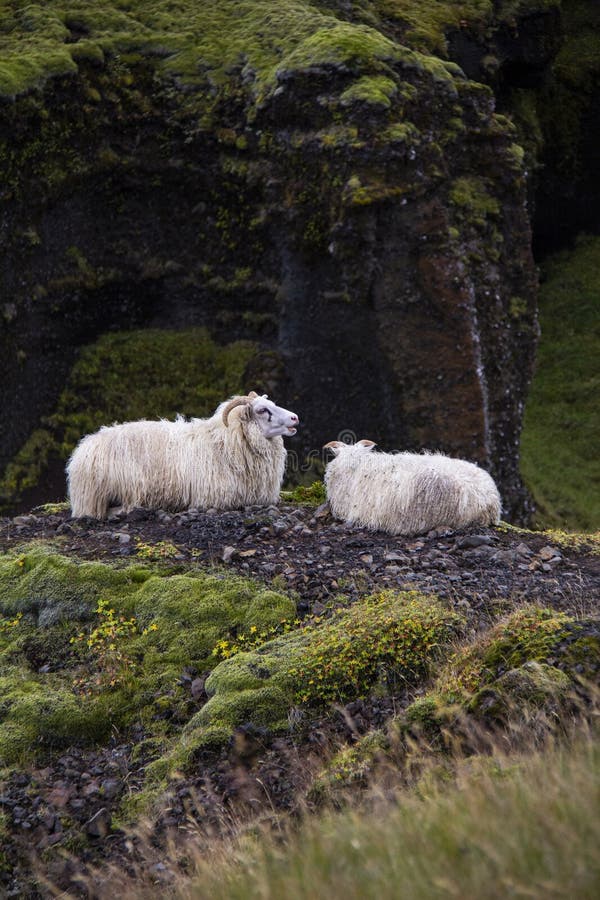 Icelandic Sheep in the Field Closeup View Photo Stock Image - Image of ...