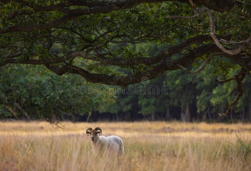 Icelandic Sheep in a Field Under a Big Curved Branch of a Tree Stock ...