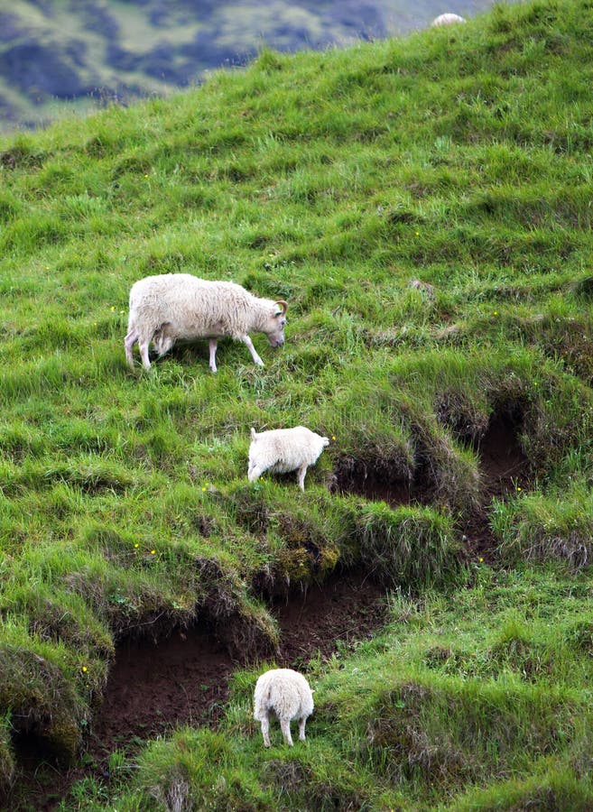 Icelandic Sheep Graze in the Mountain Meadow, Group of Domestic Animal ...
