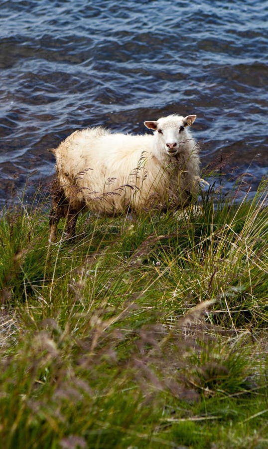 Icelandic Sheep Graze in the Mountain Meadow, Group of Domestic Animal ...