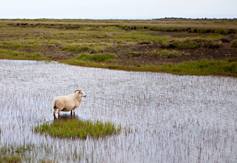Icelandic Sheep Graze in the Mountain Meadow, Group of Domestic Animal ...