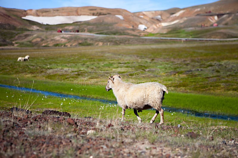 Icelandic Sheep Graze in the Mountain Meadow, Group of Domestic Animal ...