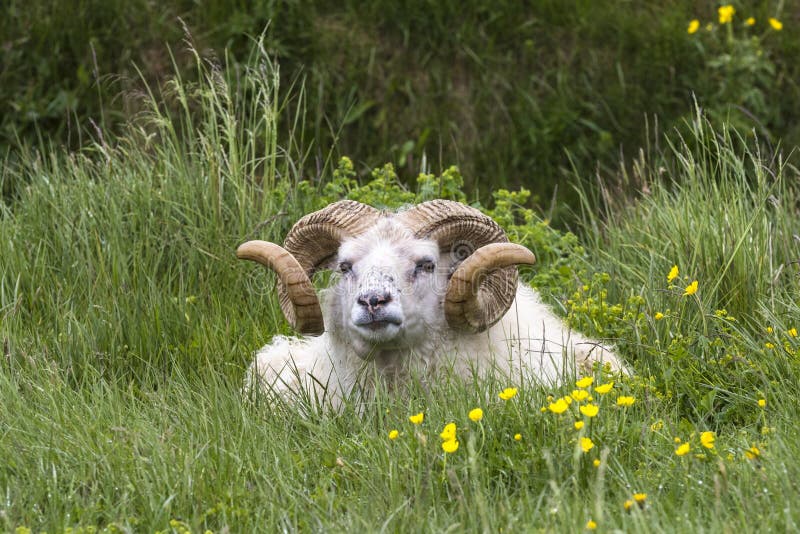 Icelandic Sheep Ram stock image. Image of male, buttercup - 57169033
