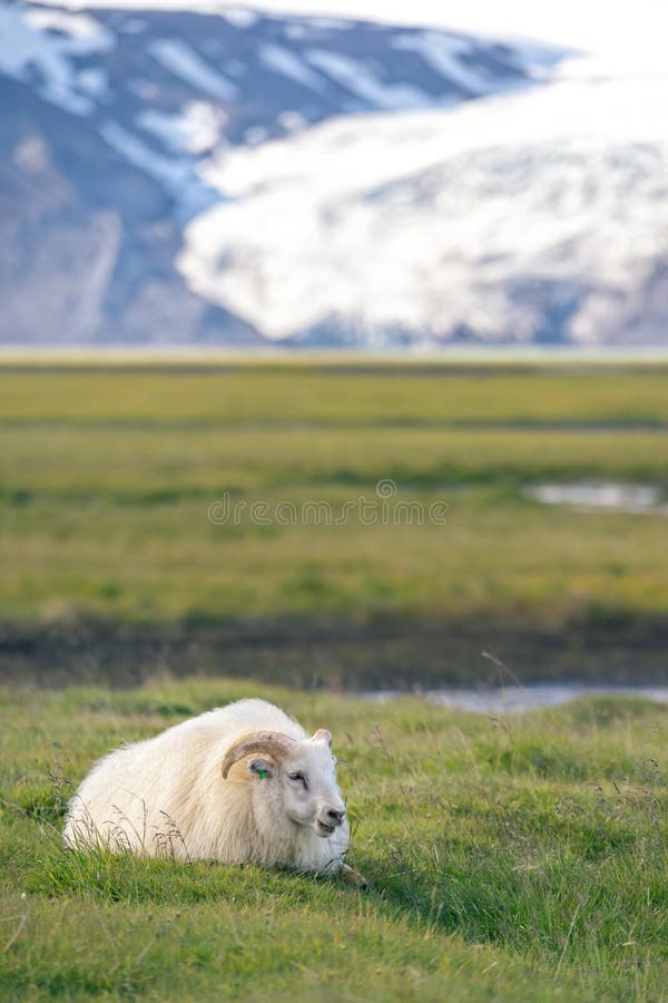 Icelandic Sheep Grazing in Front of High Mountains. Stock Photo - Image of head, cute: 83605306