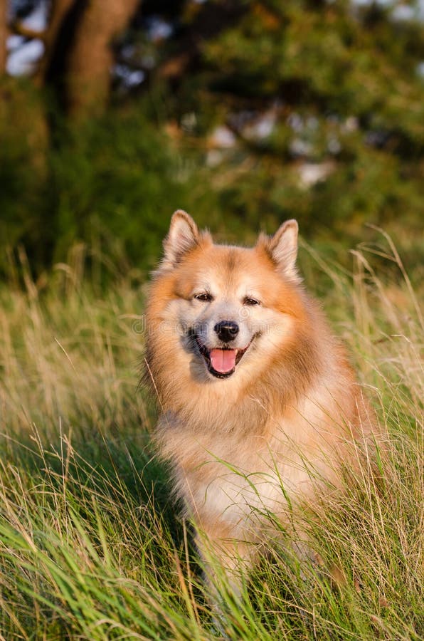 Icelandic sheepdog stock photo. Image of adorable, watch - 44657278