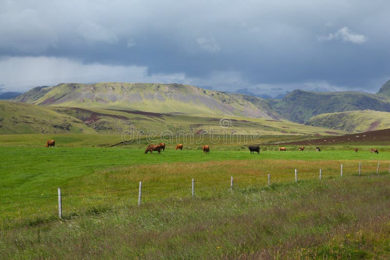 Icelandic view with cows stock image. Image of beautiful - 111563511