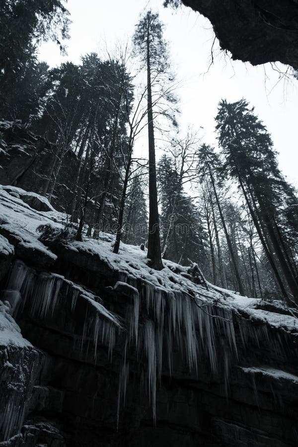 Icey Roots stock photo. Image of majestic, bavaria, environment - 29017412