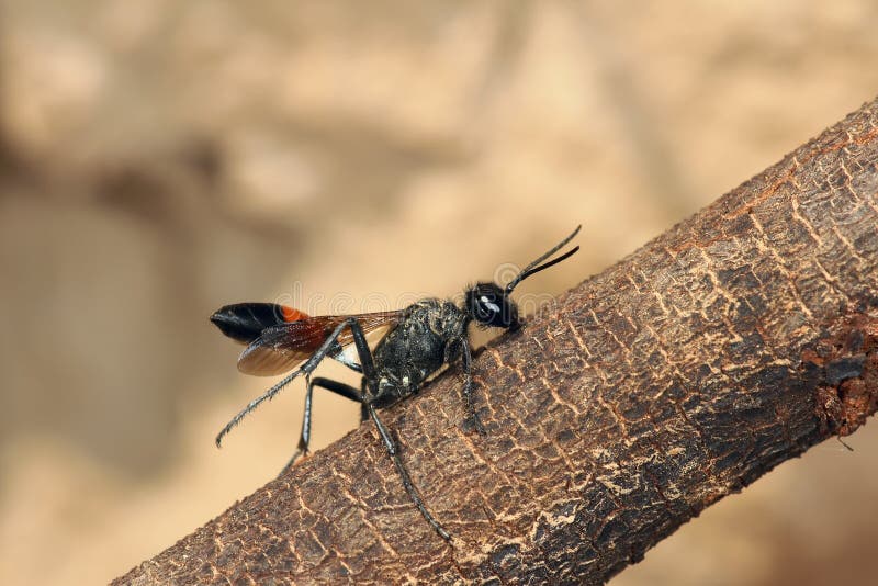 Ichneumon fly stock photo. Image of close, natural, closeup - 42616698