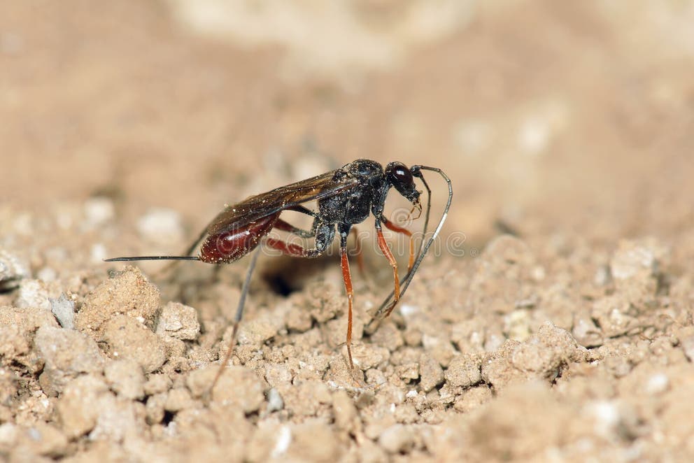Ichneumon fly stock photo. Image of bugs, combing, insects - 41429082