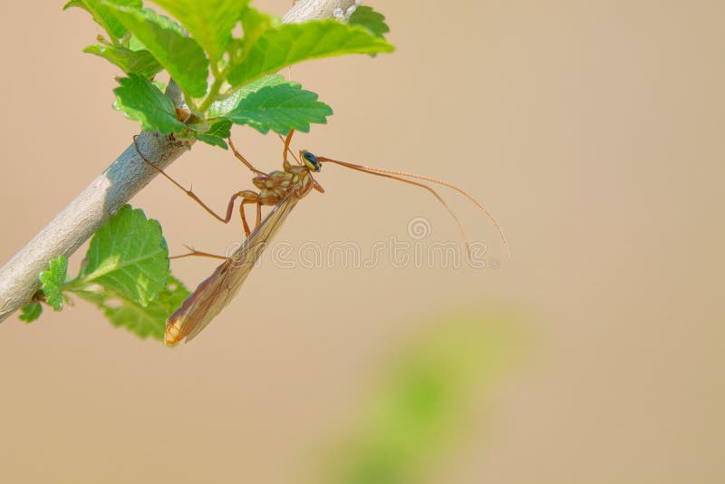 Ichneumon fly stock photo. Image of orange, leaf, animal - 246972670