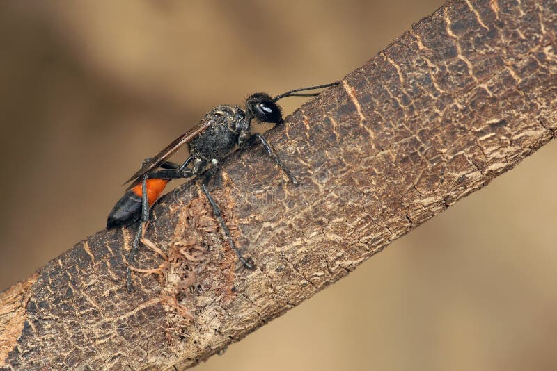 Ichneumon fly stock photo. Image of nature, ichneumonoidea - 42616762