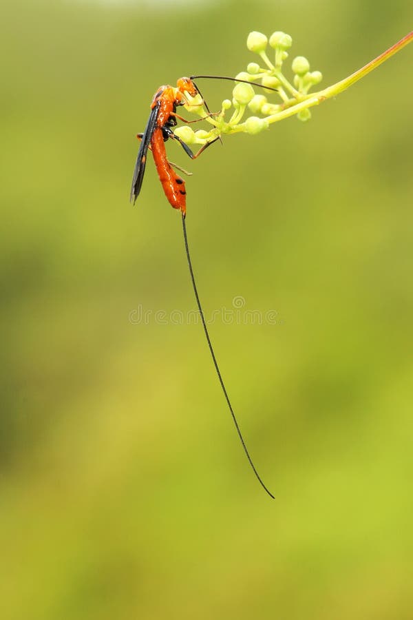 Ichneumon fly stock photo. Image of life, insects, ichneumon - 41925368