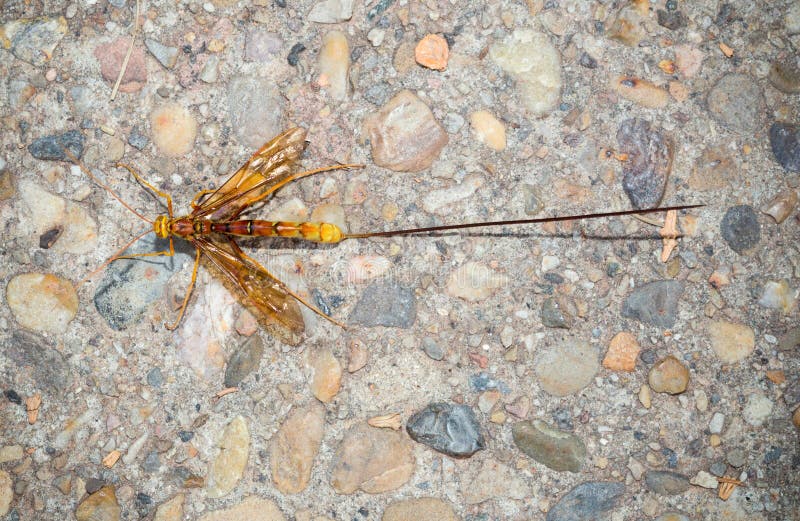 Ichneumonidae stock photo. Image of flying, brown, color - 20989520