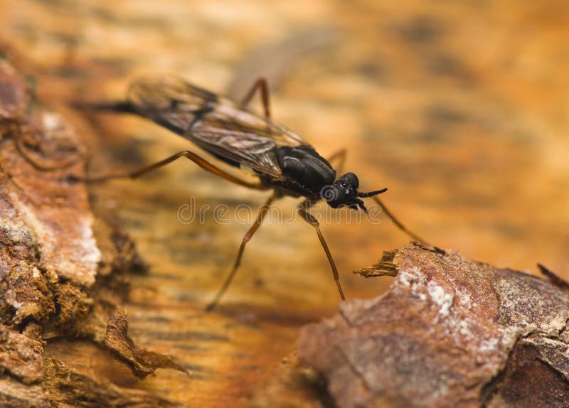 Ichneumonidae Xylophagus Ater Stock Photo - Image of compound, divided ...