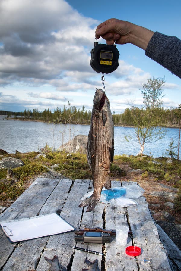 Ichthyological Field Studies Stock Image - Image of industrial, device ...