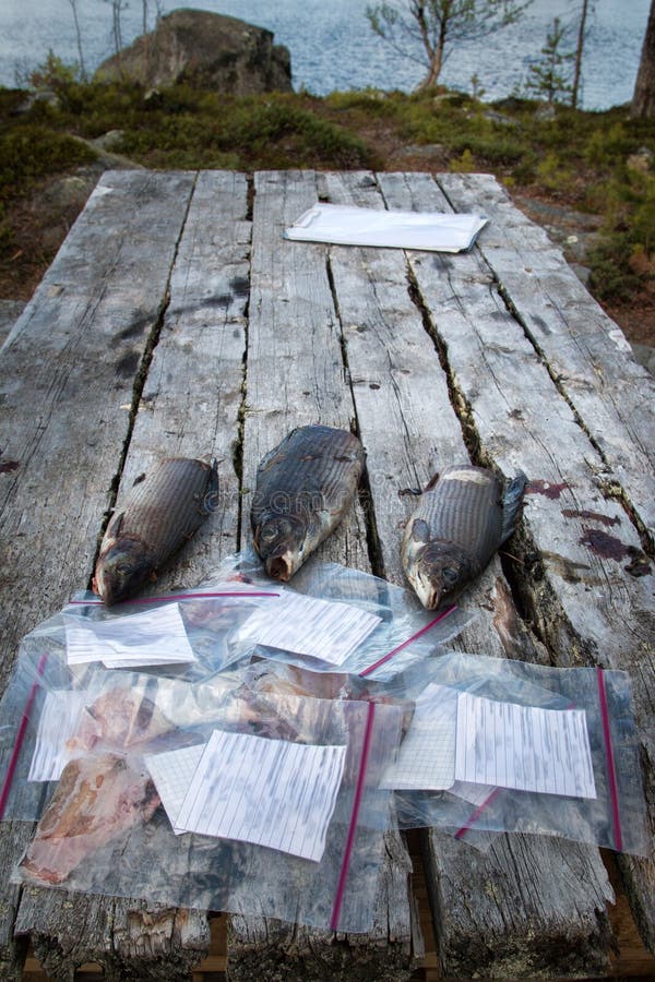 Ichthyological Field Studies Stock Photo - Image of fish, migration ...