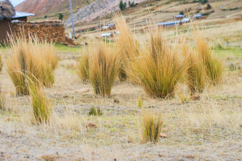 Ichu stock foto. Image of nave, hoog, peru, daling, milieu - 49724982