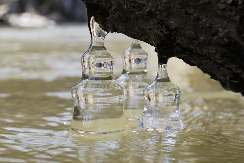 Ice Bells Icicle Formation stock photo. Image of frozen - 28384146