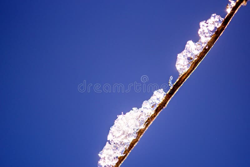 Ice cycles on a brnach stock image. Image of snow, white - 108797027