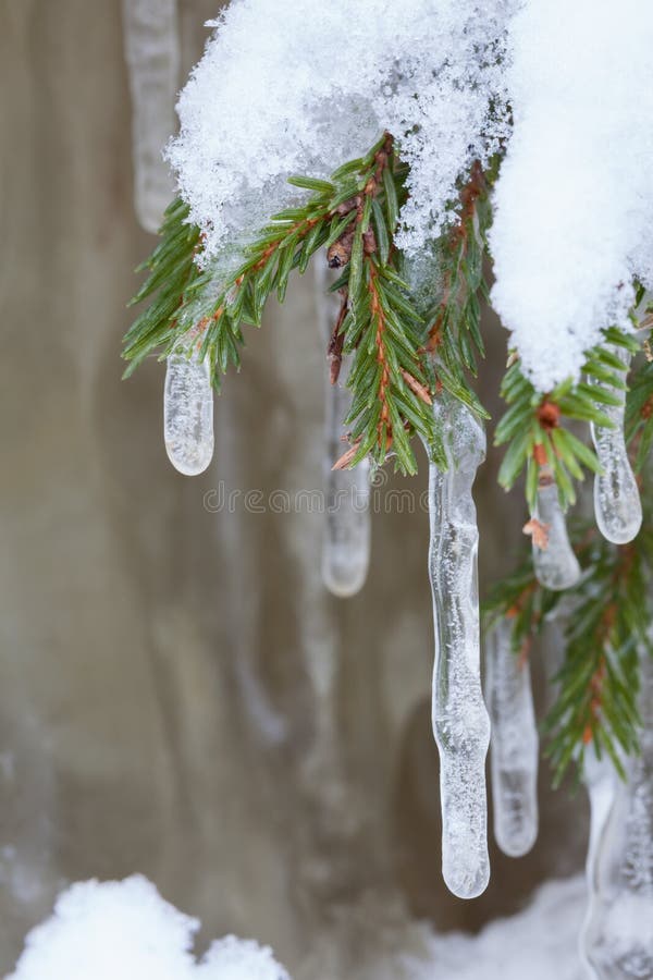 Icicle Hanging from Spruce Branch Stock Photo - Image of frost, forest ...