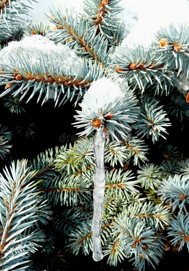 Icicle tree stock photo. Image of winter, pine, blue, season - 3724446