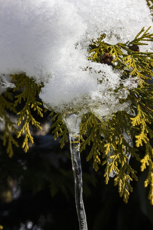 Icicle on a Tree Branch in December Stock Photo - Image of arctic ...