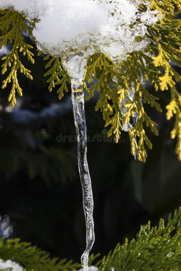 Icicle on a Tree Branch in December Stock Photo - Image of nature, drop ...