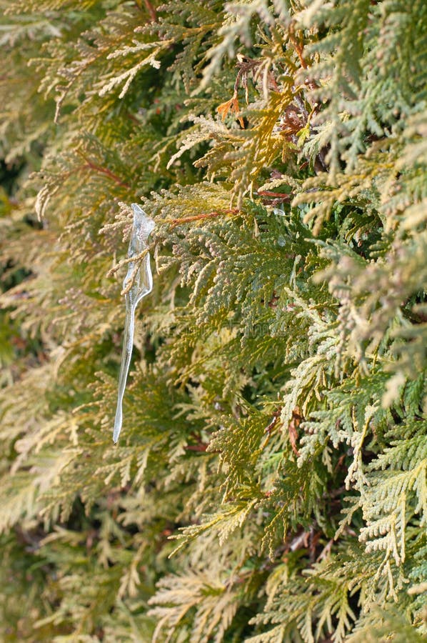 An Icicle at the Twigs of a Cedar Stock Image - Image of flora, twig ...