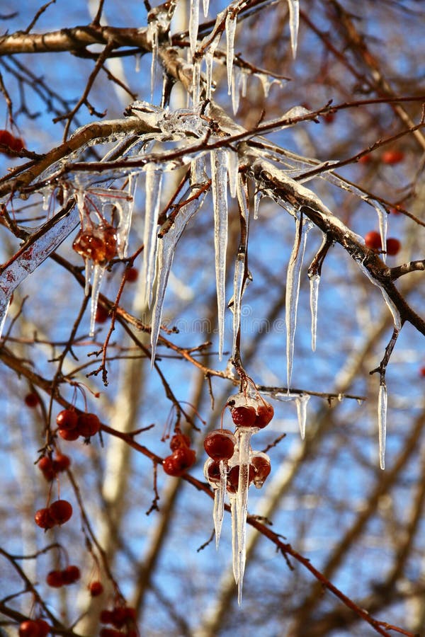 Icicles stock photo. Image of colours, life, imagine - 39015346