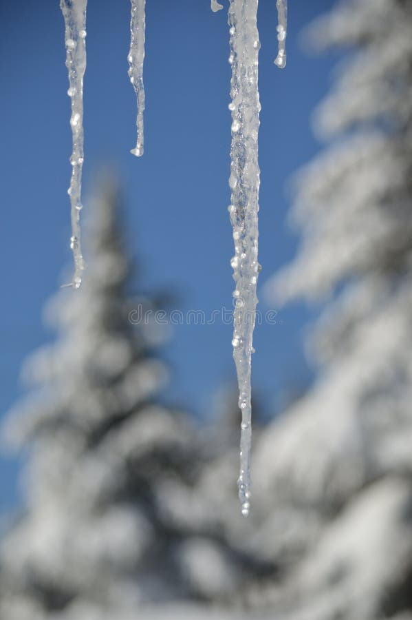 Icicles - the Beauty of Winter Stock Image - Image of white, hanging ...