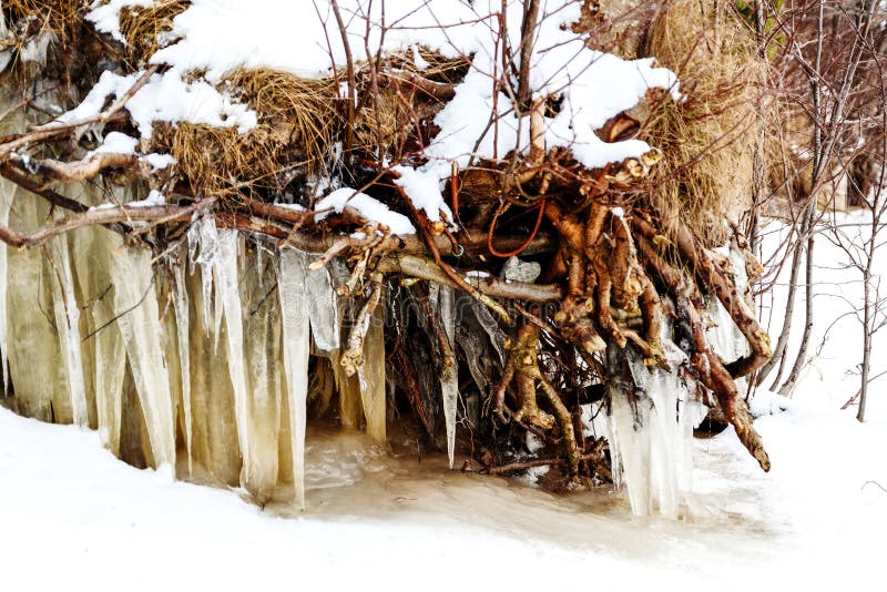 The Icicles Beneath the Tree Roots Stock Image - Image of form, freeze ...
