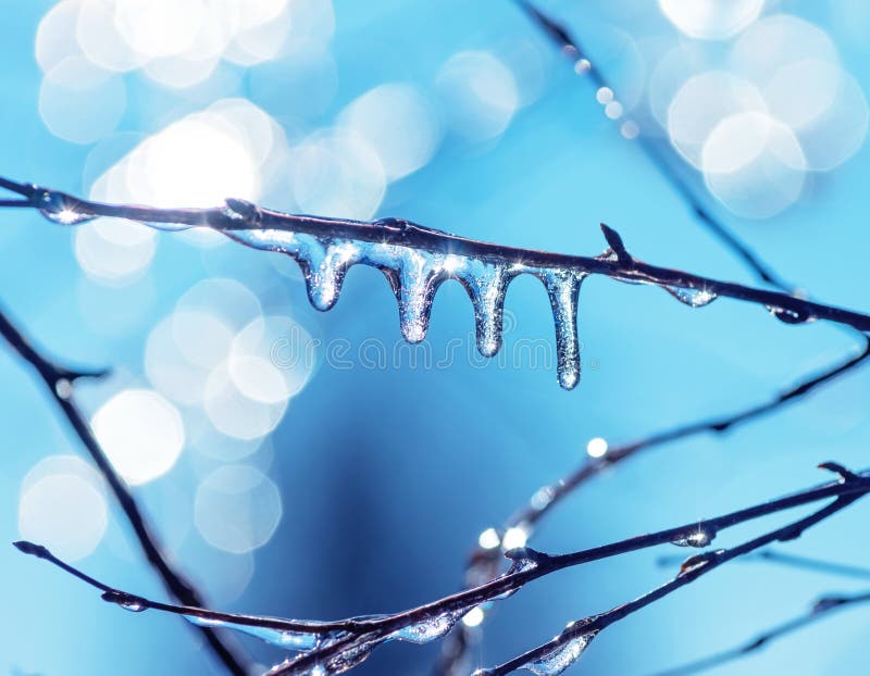 Icicles on tree branch stock image. Image of background - 102758365
