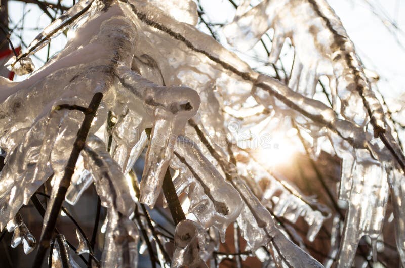 Icicles on the Branch Oficicles on the Branch of Tree in Sun Rays Light ...