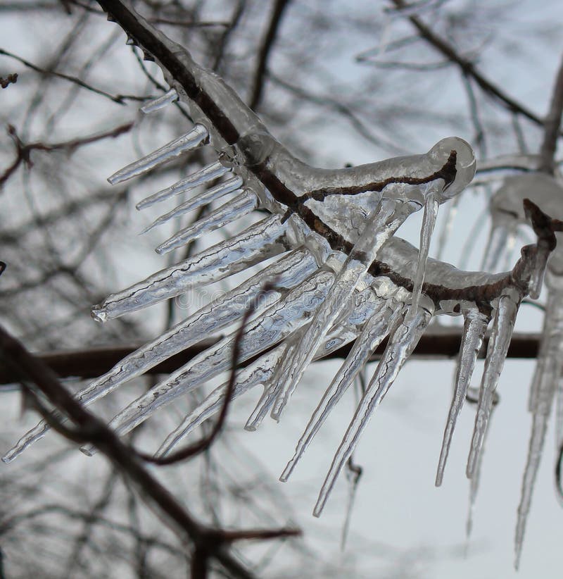 Icicles on the Branches after Spring Freezing Rain Stock Photo - Image ...