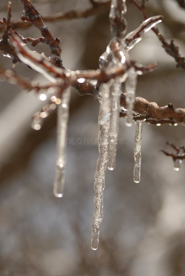 Icicles on the Branches of a Tree Stock Photo - Image of branch ...