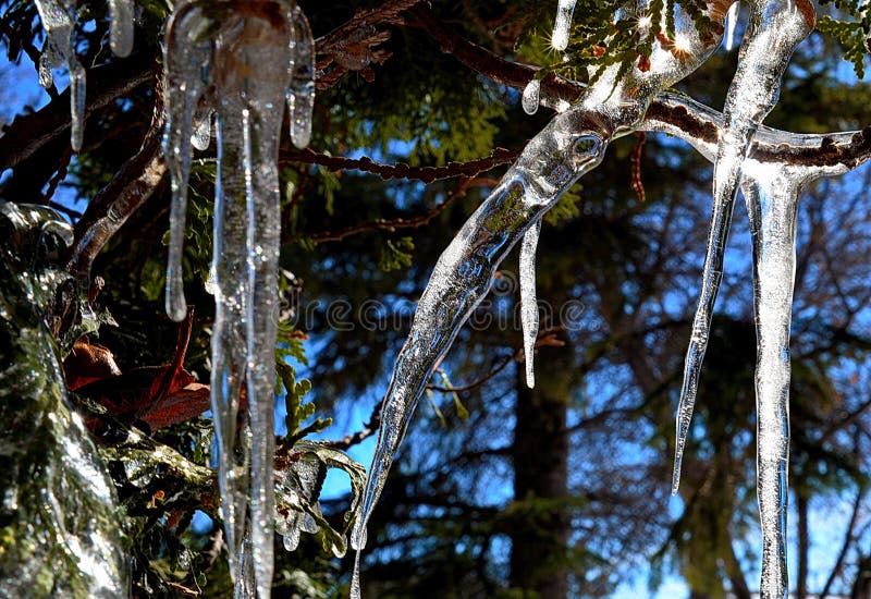 Icicles in a Cedar Bush. Abstract Natural Patterns Created by Water and ...
