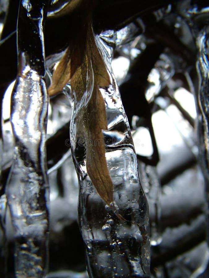 Icicles on Clematis Bushes in Garden Stock Photo - Image of forming ...