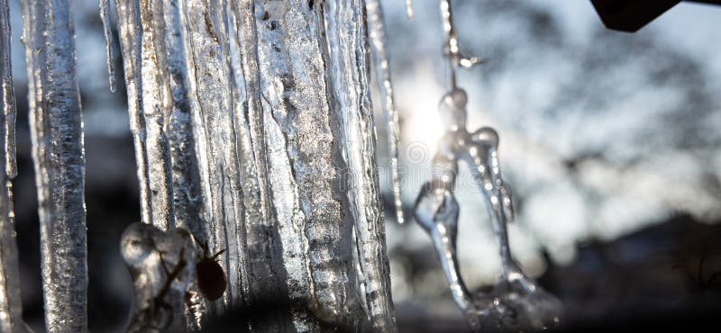 Icicles and a Drop of Melt Water Close-up. Snow Melting. Stock Image ...