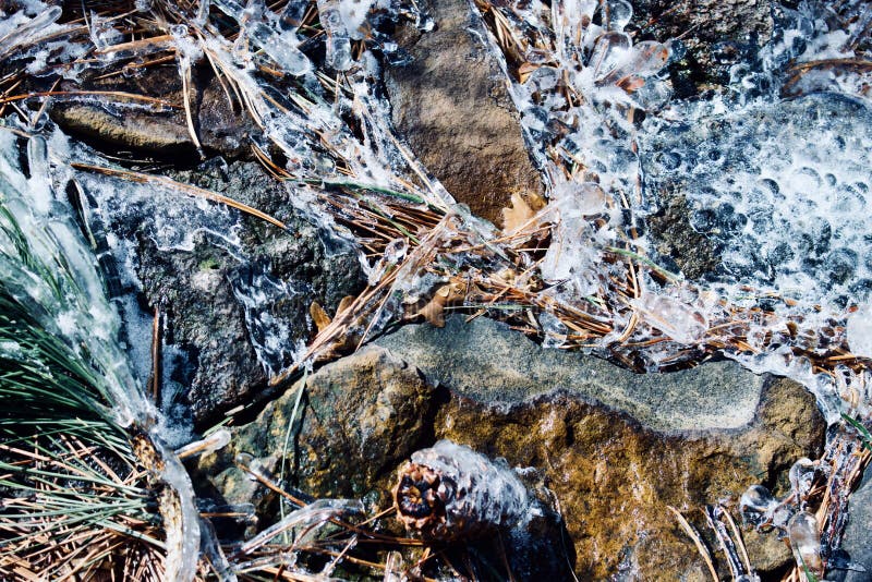 Icicles Forming on Ponderosa Pine Branches and Rocks on the Ground ...